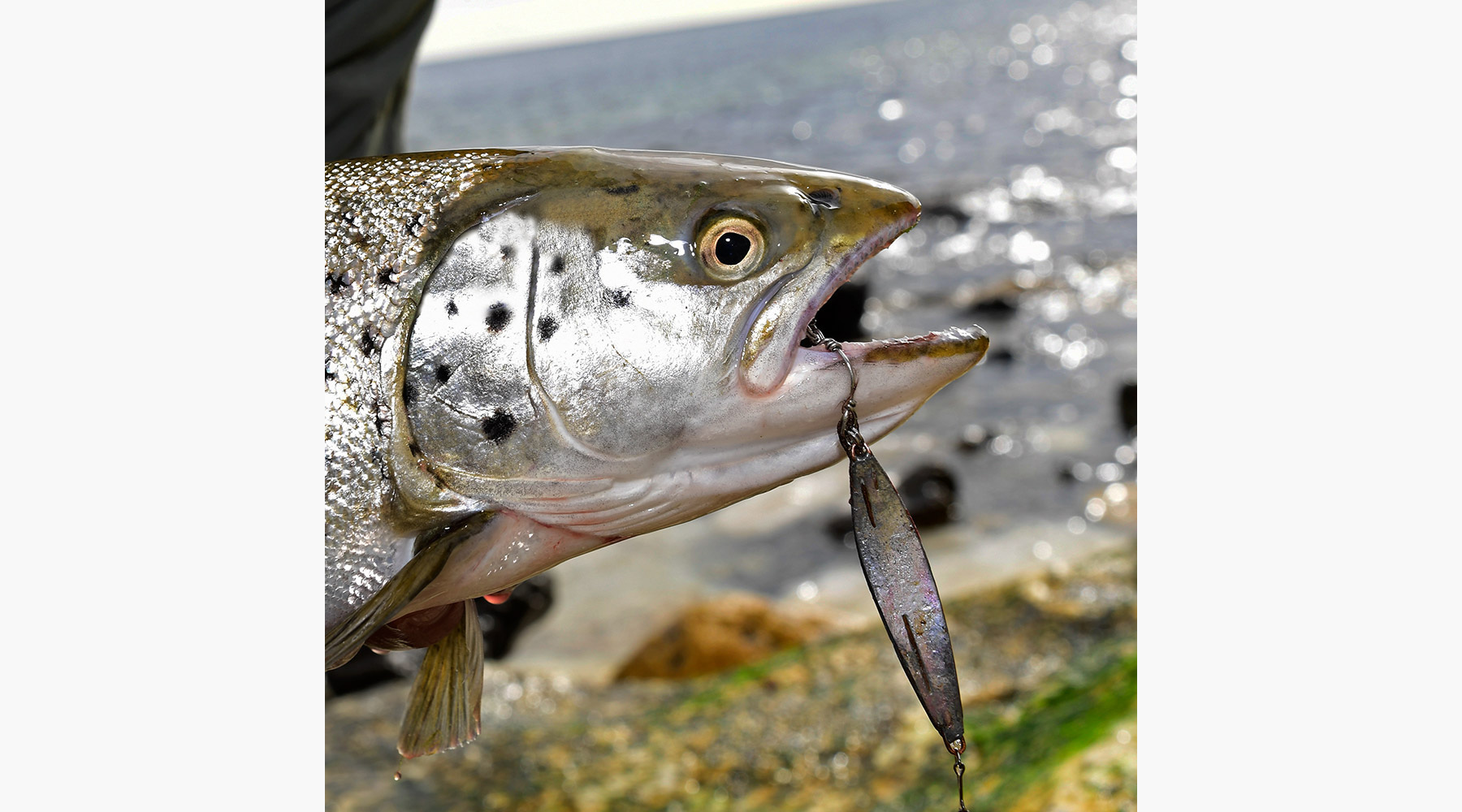 Rhino Claw Connector - Tacklestream